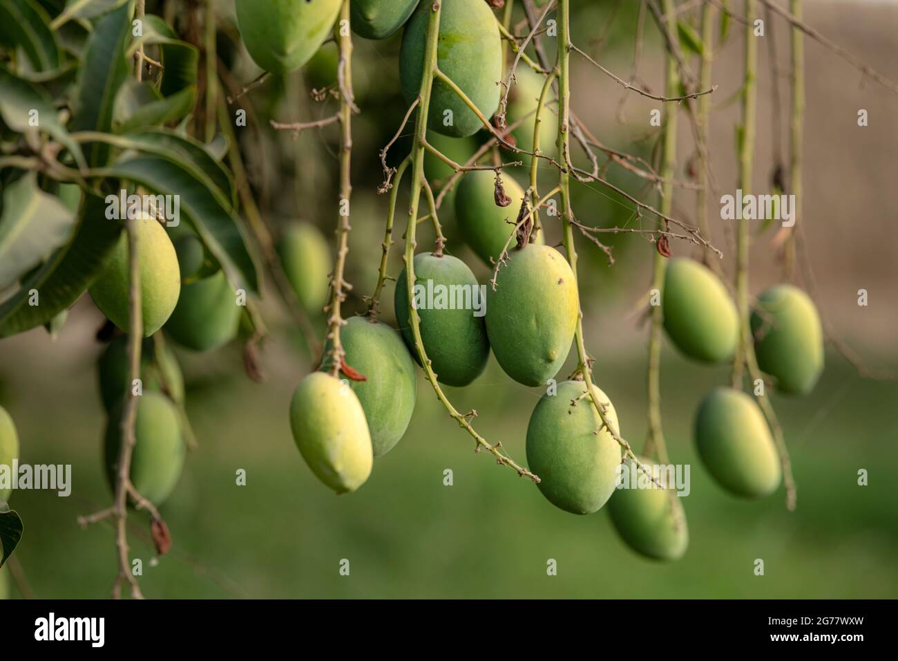 Man eating plum hi-res stock photography and images - Alamy