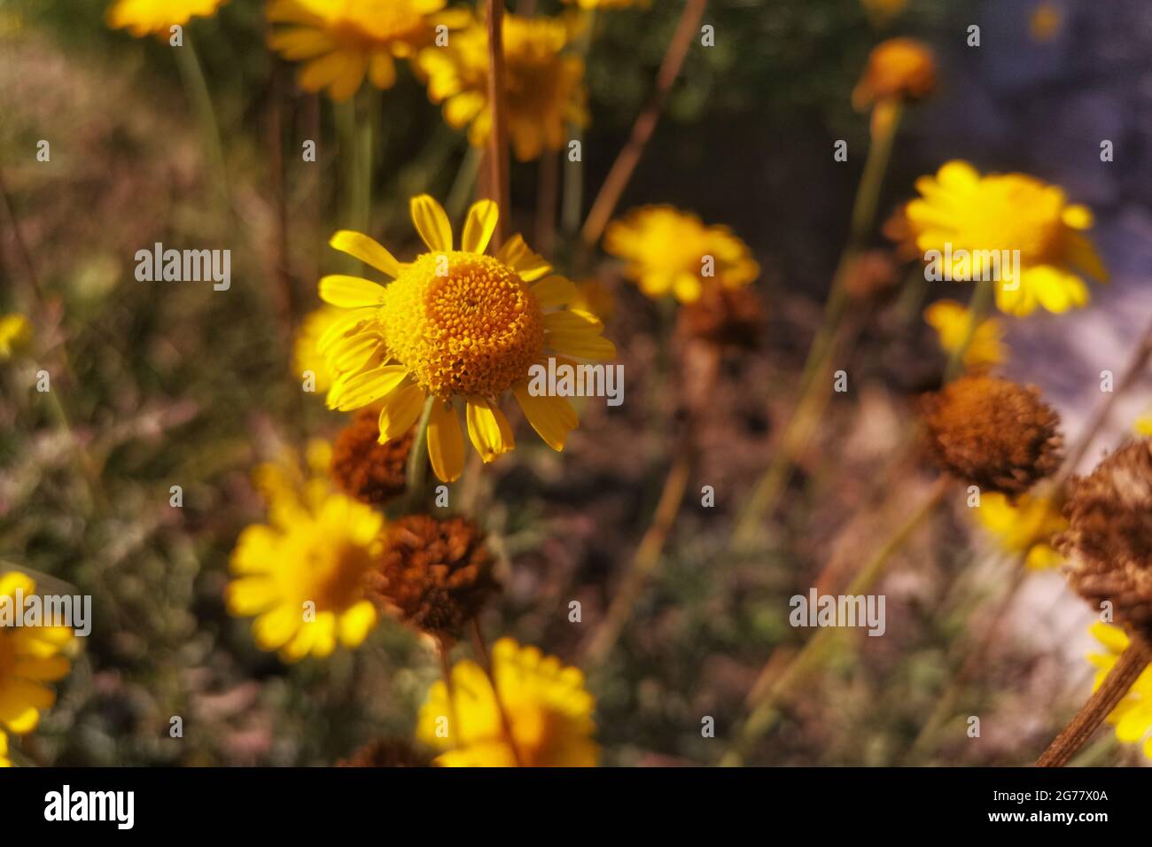 Closeup of vibrant Eriophyllum lanatum flowers, aka the common woolly ...
