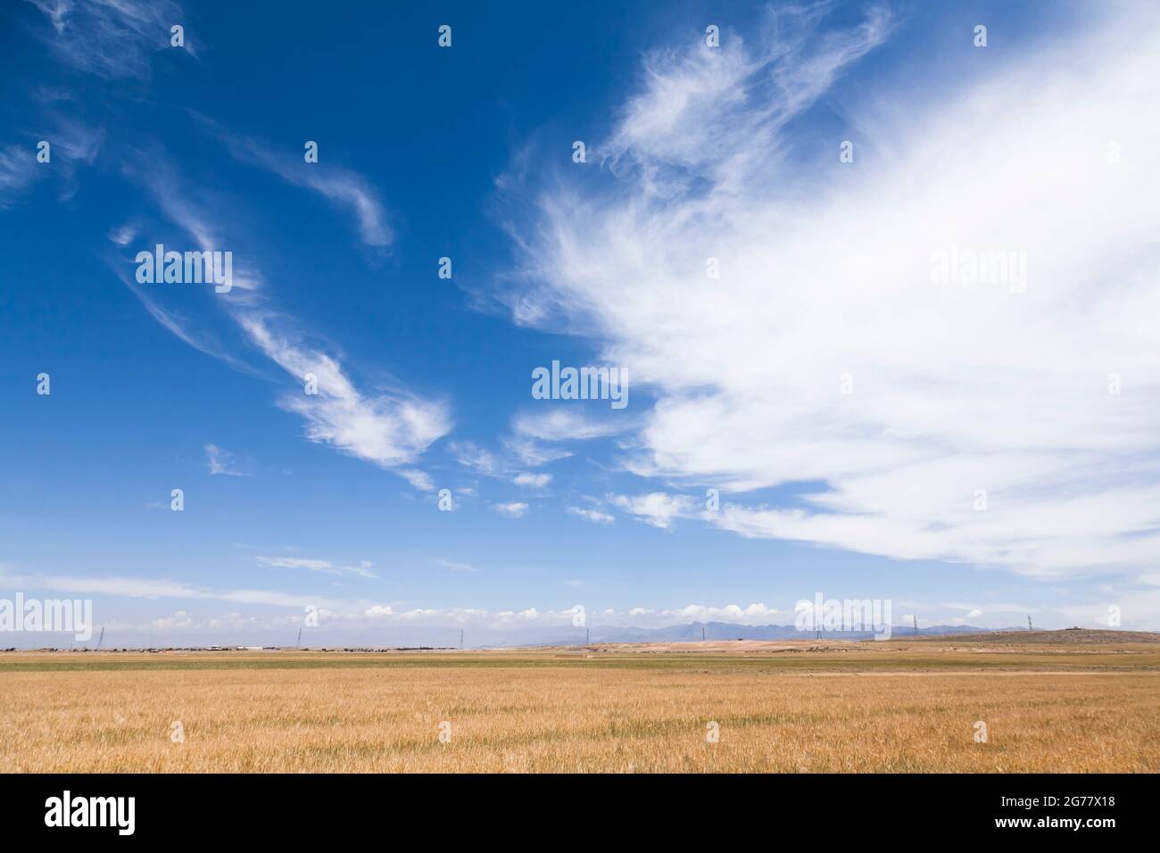Wheat fields, near Tus Citadel, Tus(Tous), suburb of Mashhad, Razavi ...