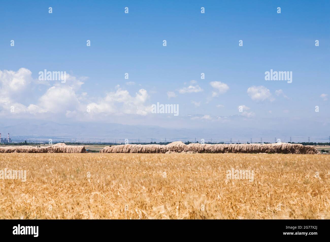 Rampart of Tus Citadel(Kohandezh Tous Castle), wheat fields, Tus(Tous ...