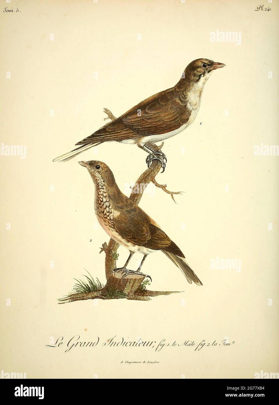 Indicatoridae hi-res stock photography and images - Alamy