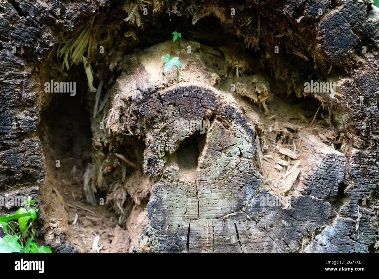 Closeup of a rotten tree stump in the daylight - great for textures ...