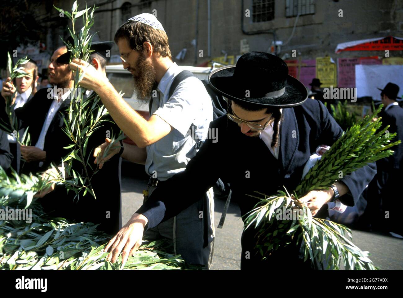 Jews selecting arava willow and palm branches one of the `four kinds ...