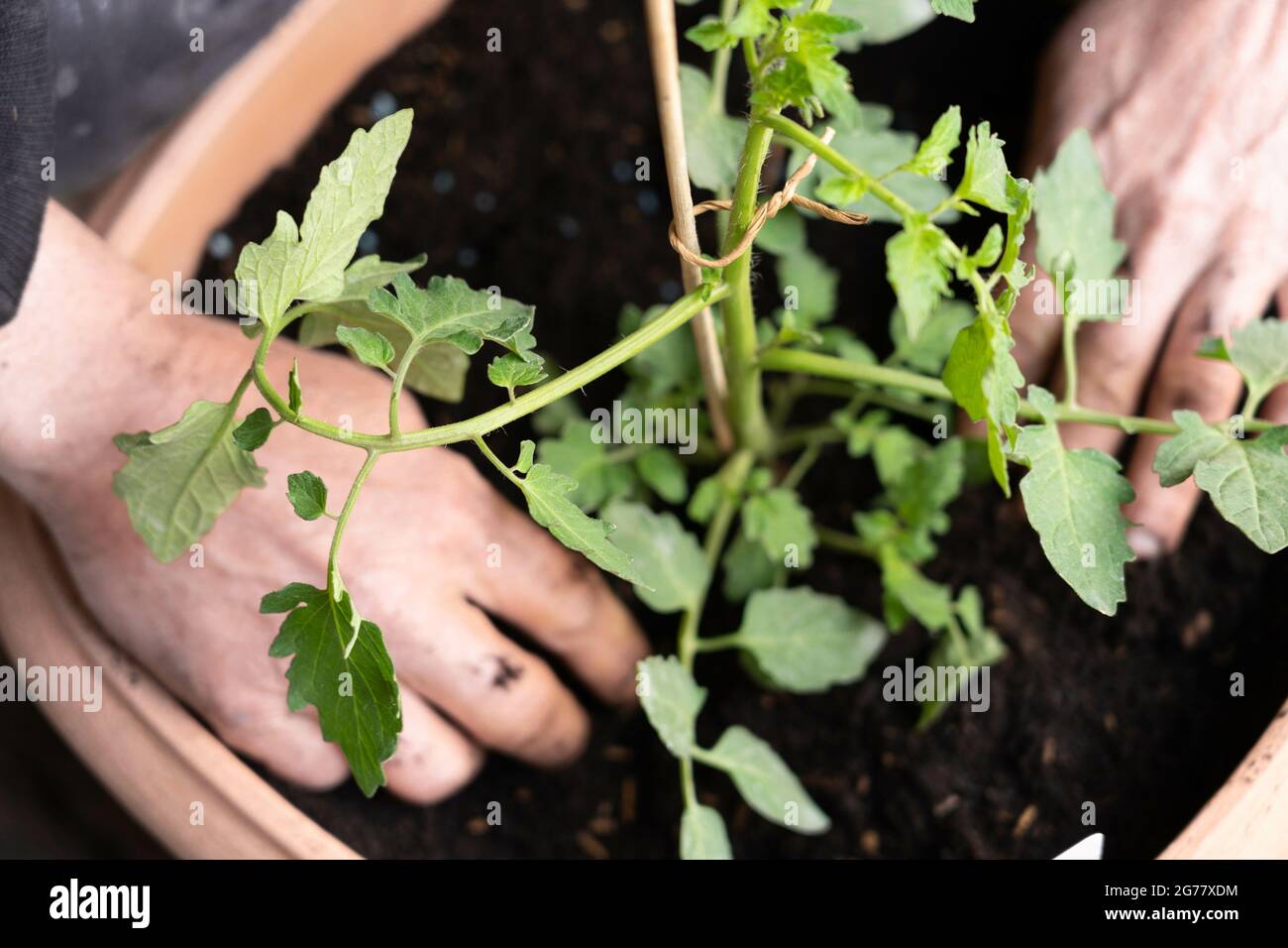 Closeup of a person potting a plant in a garden with a blurry ...