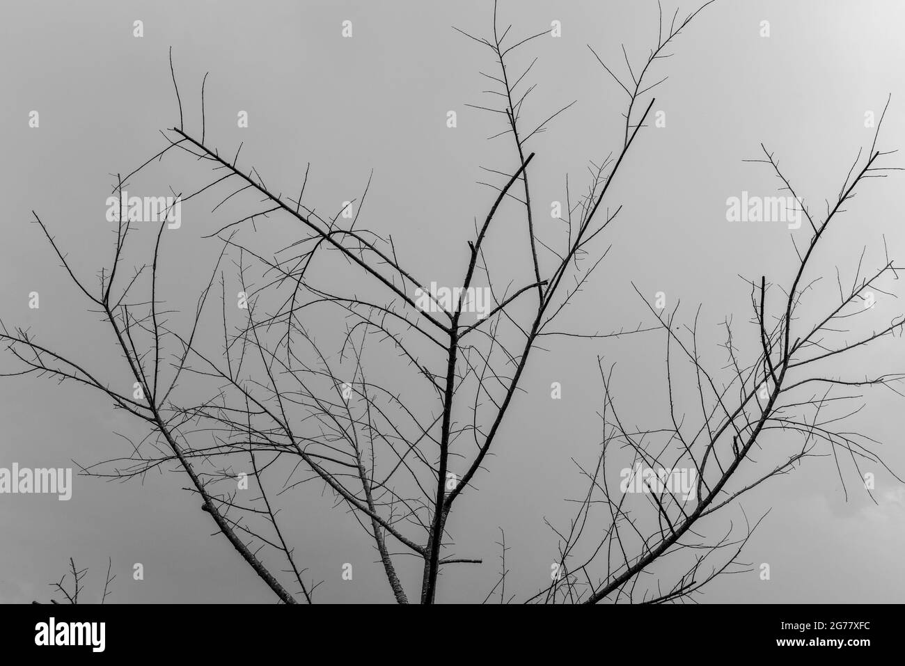 Branches of a tree Stock Photo - Alamy
