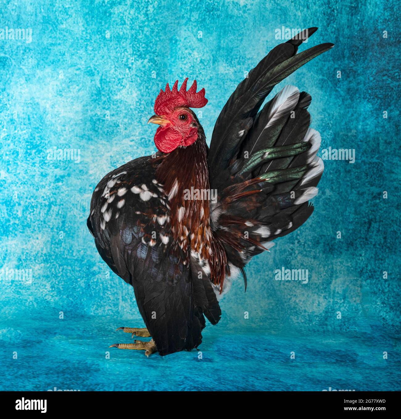 malaysian serama in front of blue background Stock Photo - Alamy
