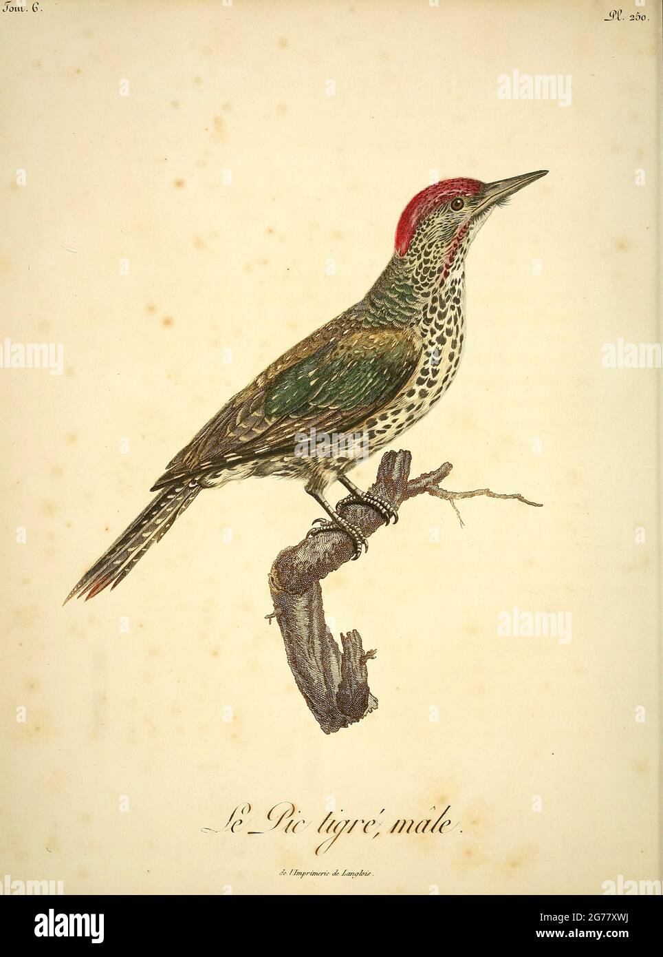 Pic tigré Campethera notata - Knysna Woodpecker The Knysna woodpecker ...
