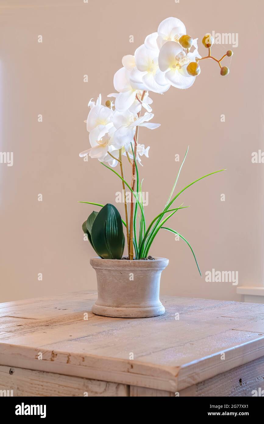 Indoor potted orchid with beautiful white flowers on a wooden side ...