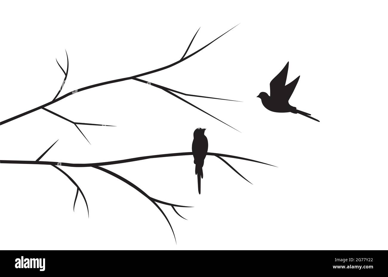 Bird Silhouette On Branch