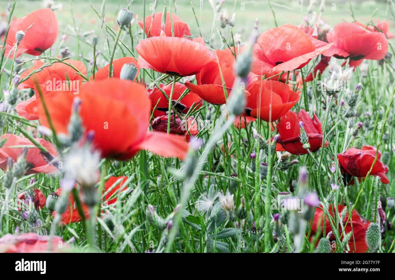 Real pretty scarlet poppies in green field at early summer morning ...