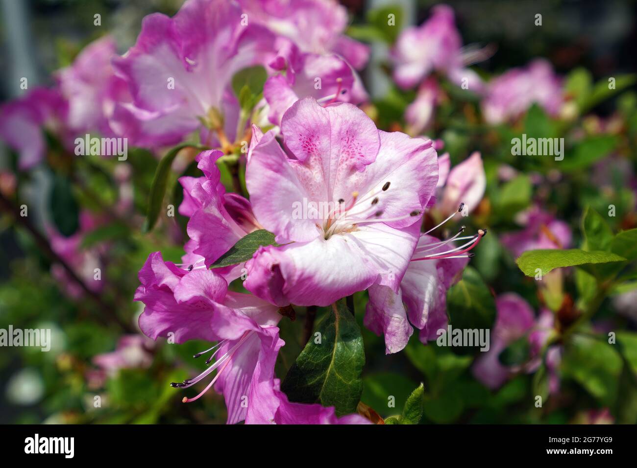 Closeup of purple azaleas in a garden under the sunlight with a blurry ...