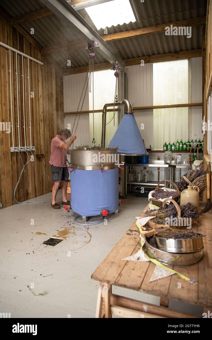 Lizard Peninsula Cornwall, we are the UK’s most southerly Lavender Farm ...