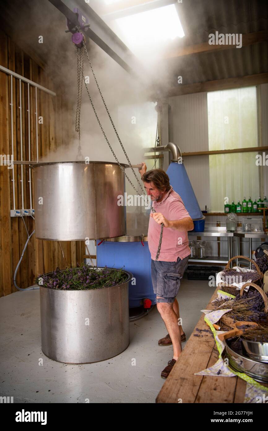 Lizard Peninsula Cornwall, we are the UK’s most southerly Lavender Farm ...