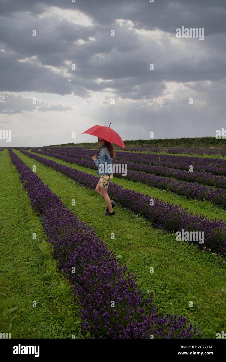 Lizard Peninsula Cornwall, we are the UK’s most southerly Lavender Farm ...