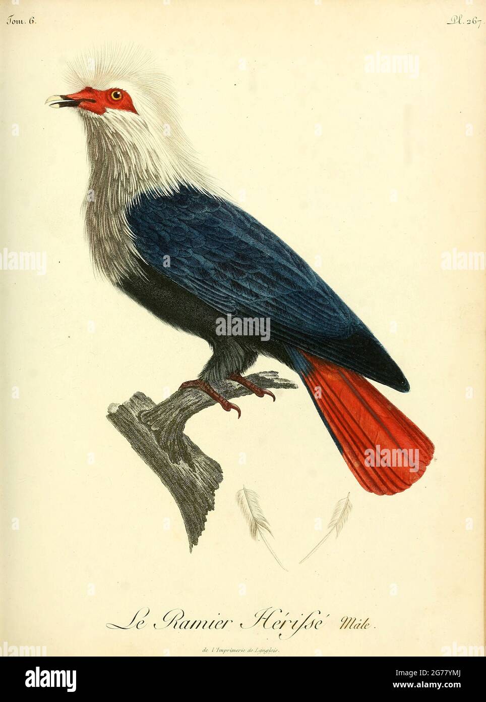 Animal hérissé hi-res stock photography and images - Alamy