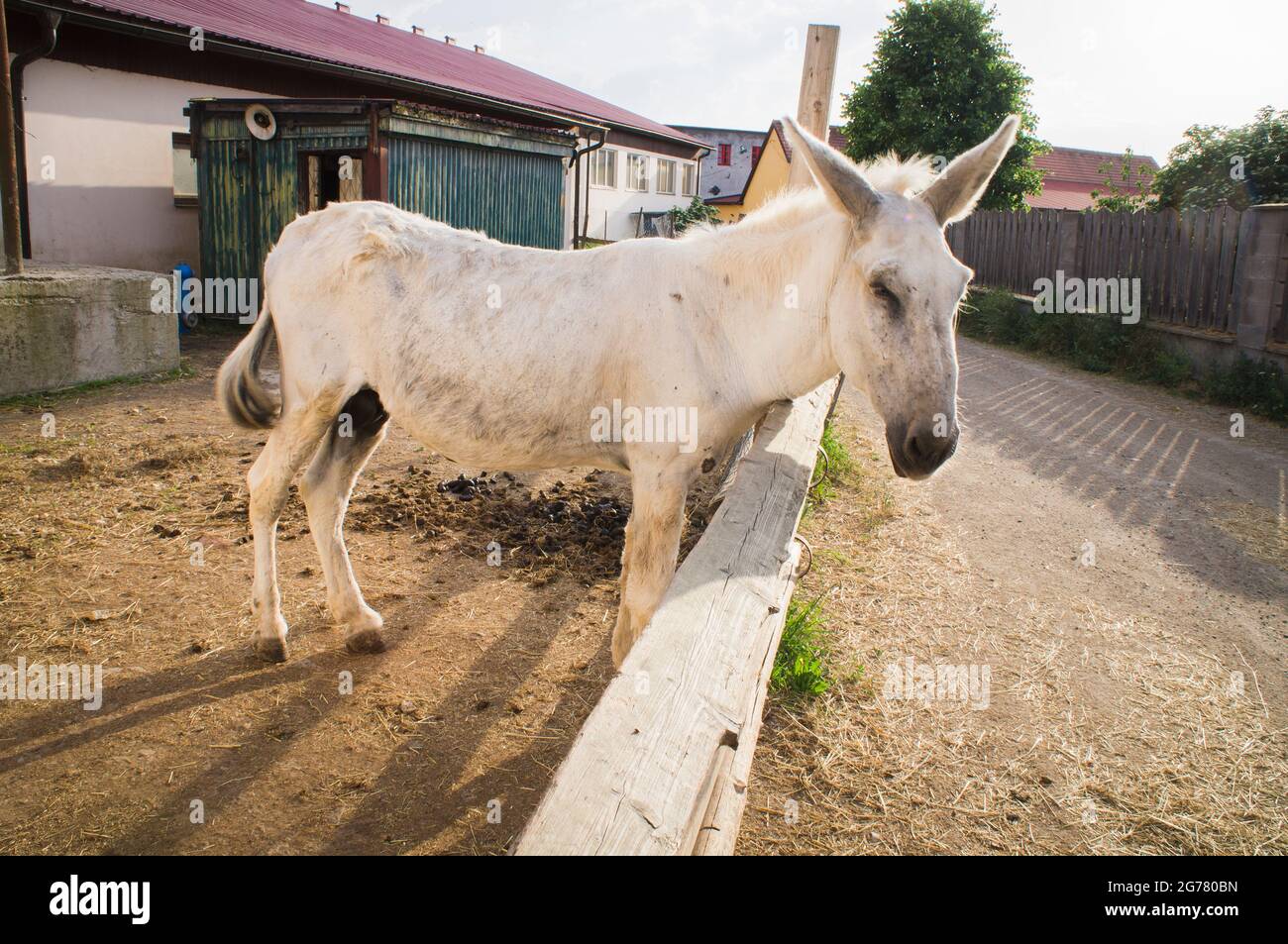 The Donkey, breed Andalusian Donkey, Equus africanus f. asinus ...