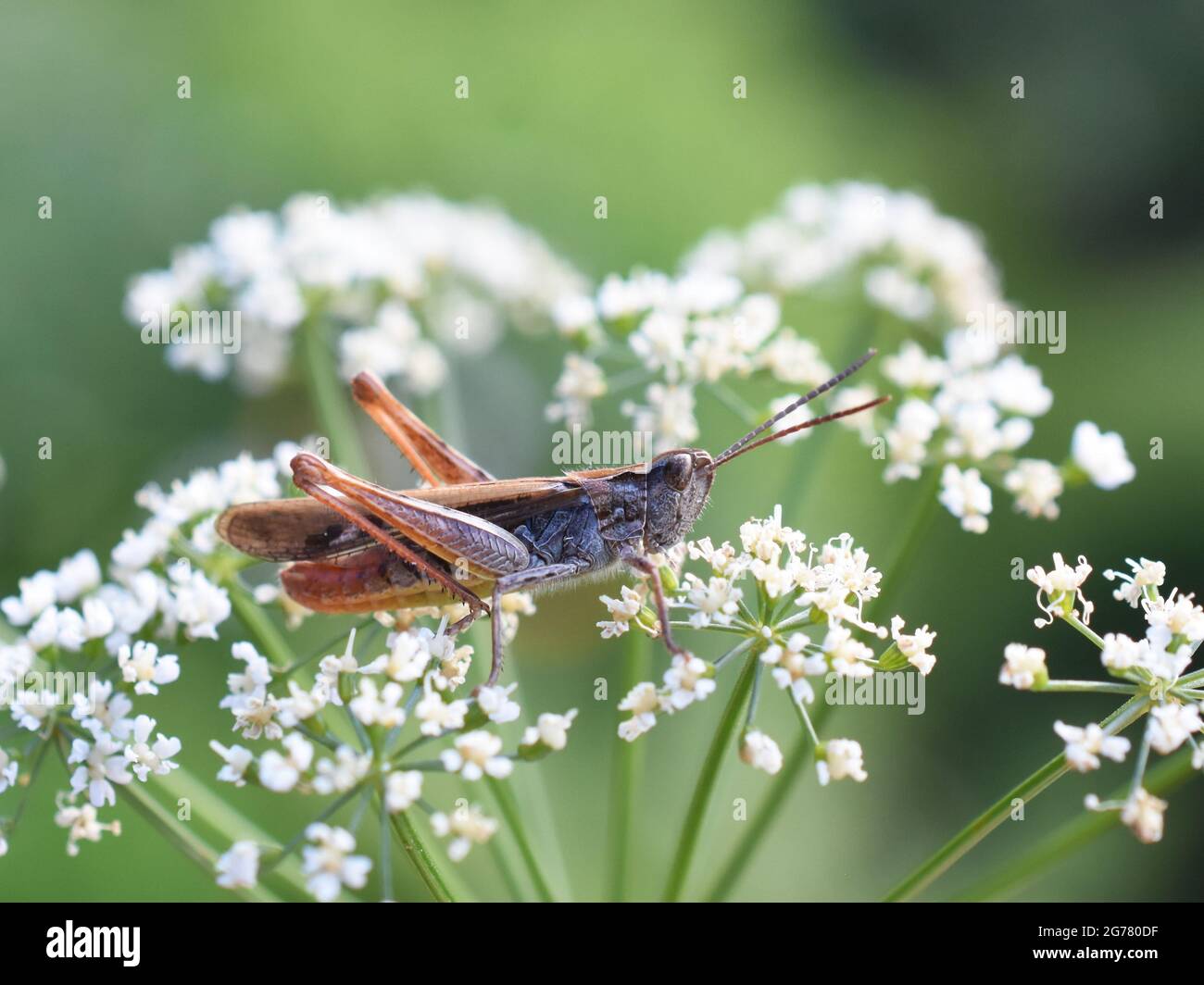 The Common field grasshopper Chorthippus brunneus on a white flower ...