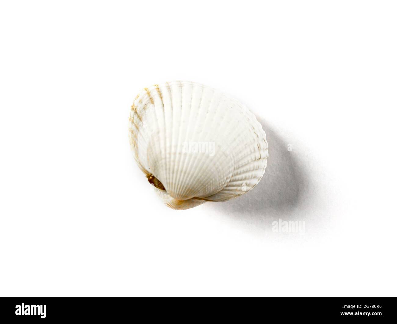 White sea shell isolated on white background Stock Photo - Alamy