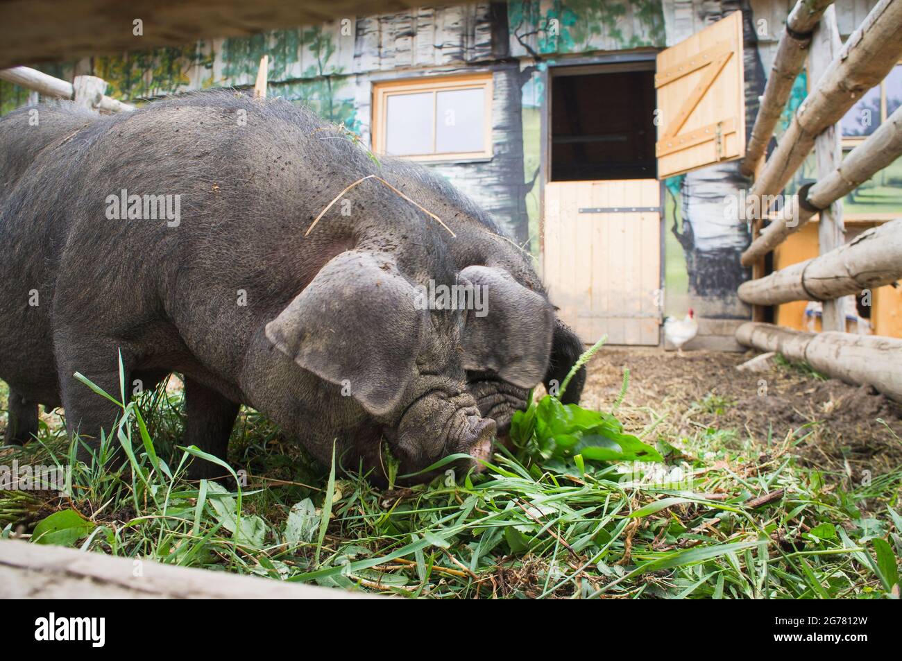 The Domestic Pig, Chinese Mask Pig, breed Meishan Pig, Sus scrofa f ...