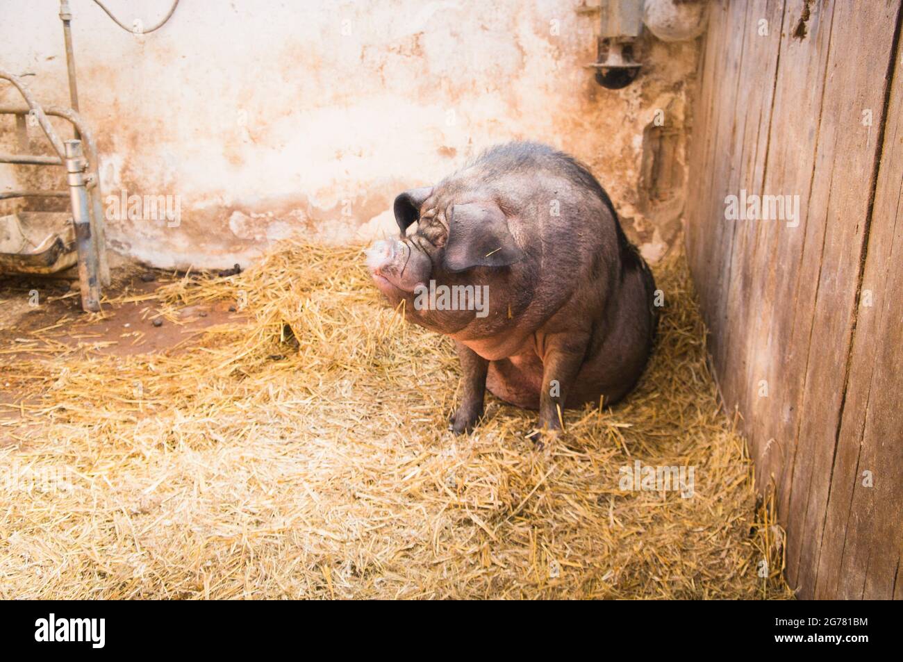 Meishan hi-res stock photography and images - Alamy