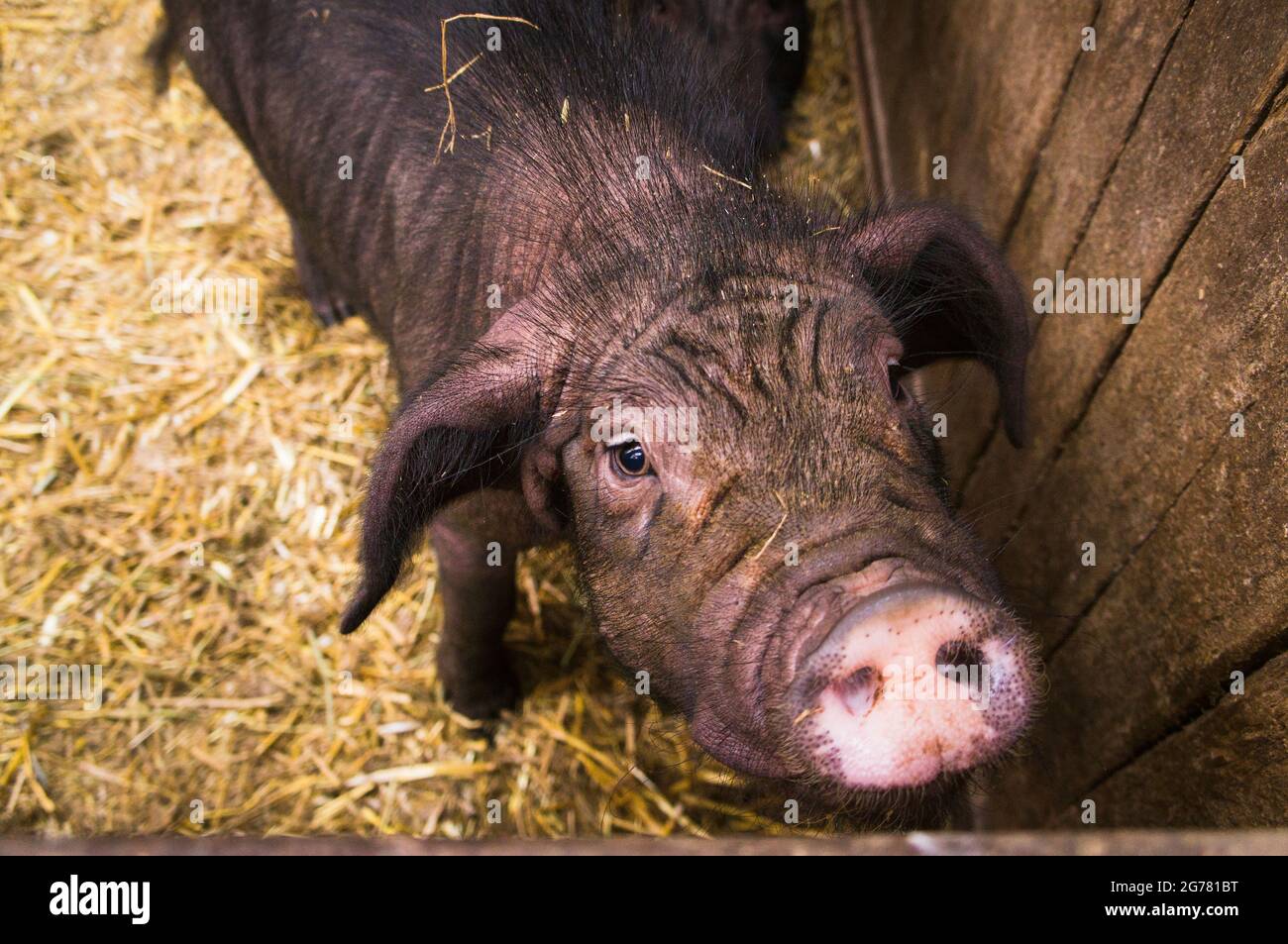 Chinese Mask Pig High Resolution Stock Photography and Images - Alamy