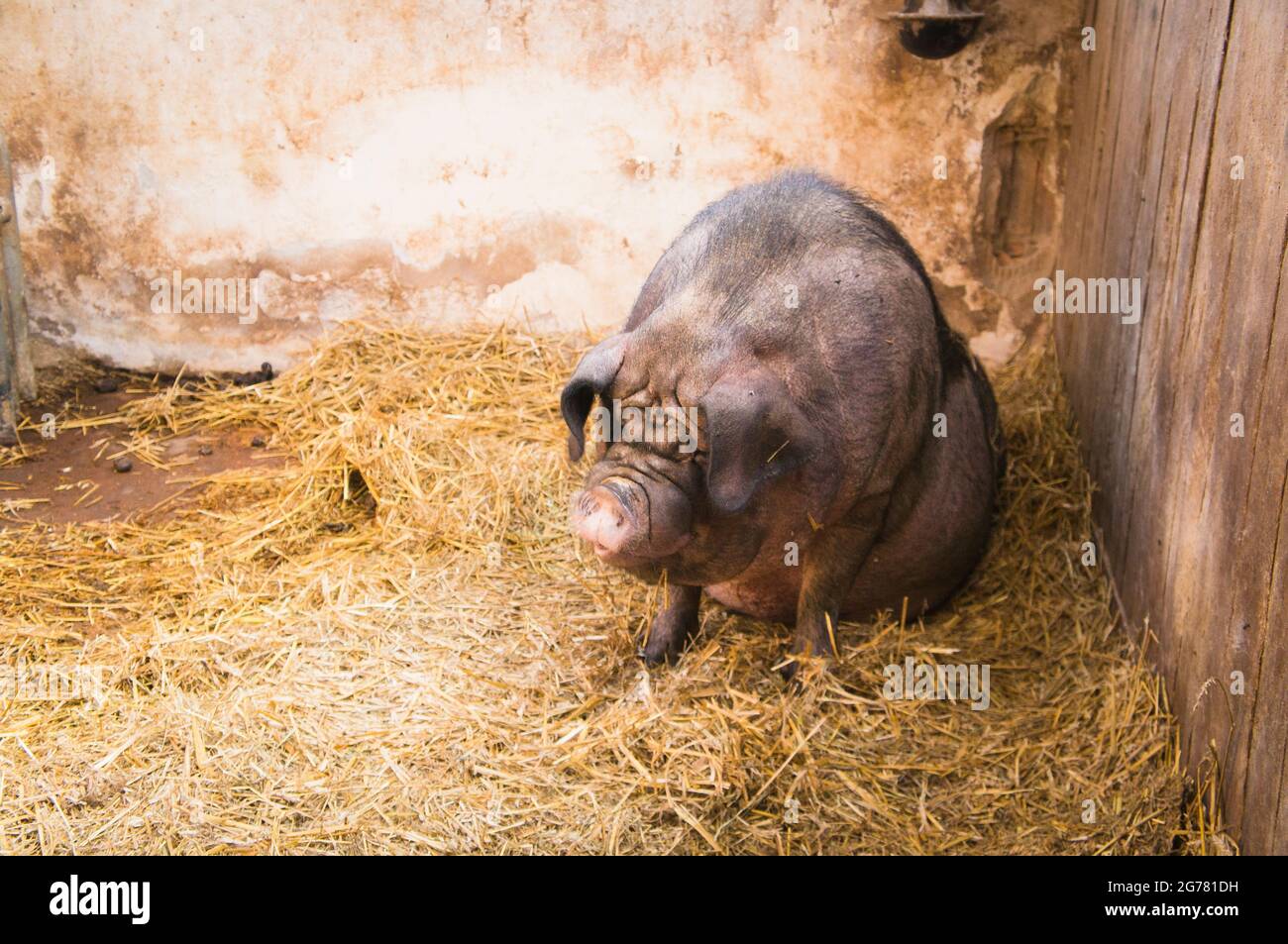 Chinese mask pig hi-res stock photography and images - Alamy