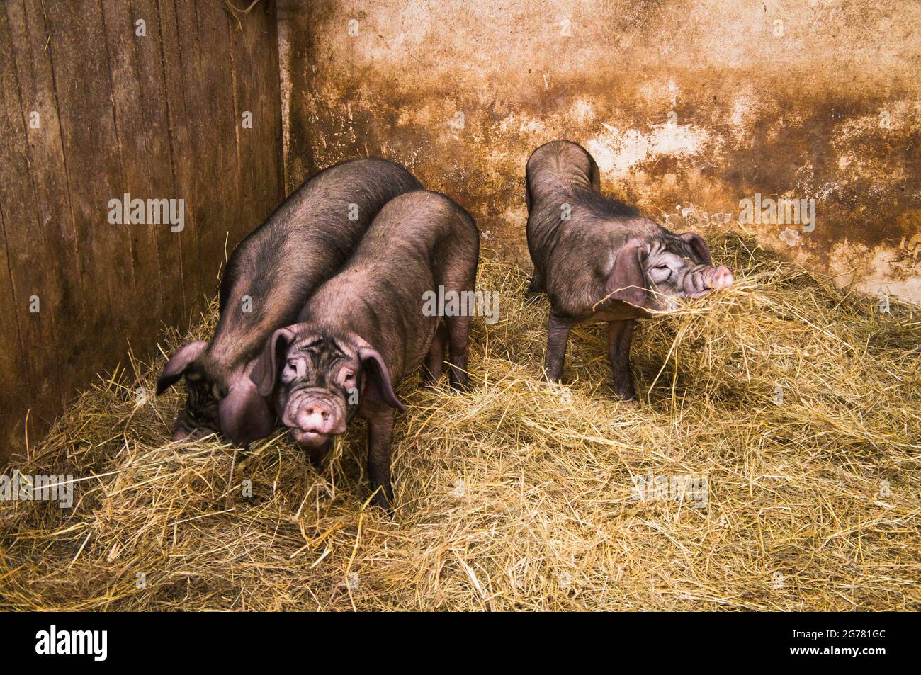 Meishan hi-res stock photography and images - Alamy