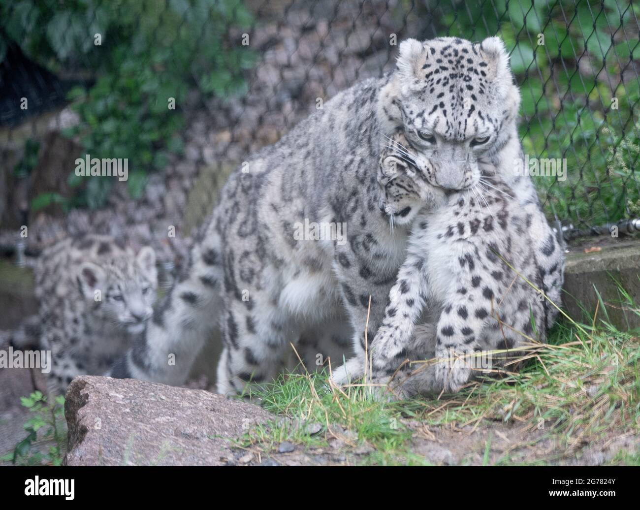 Stuttgart, Germany. 09th July, 2021. A snow leopard carries her cub ...