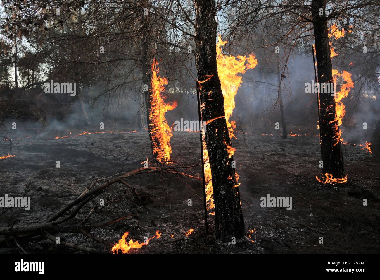 Images from a forest fire. Burning trees, fire and smoke Stock Photo ...