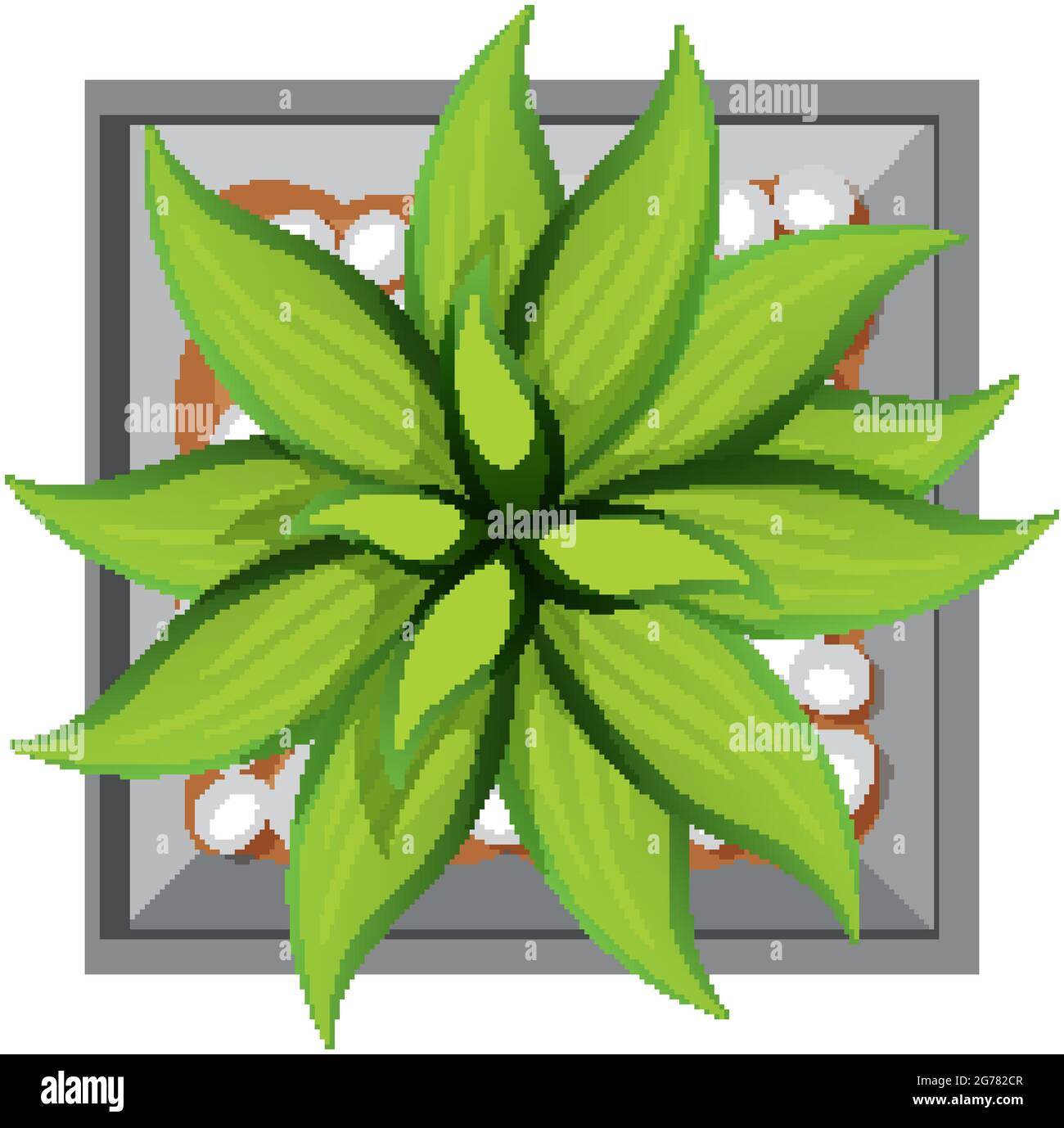 Aerial view of plant in pot isolated on white background illustration ...