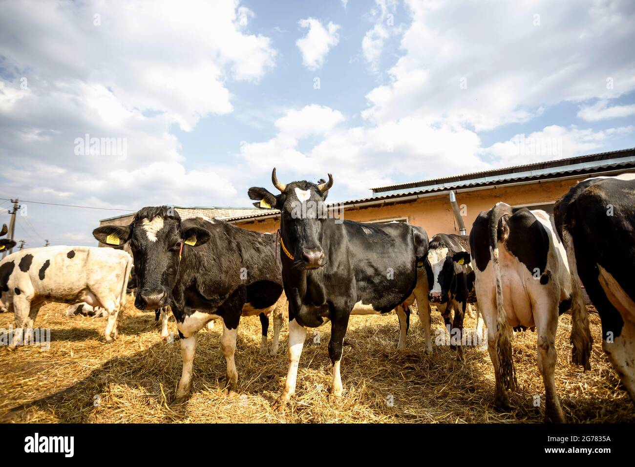 Breeding cows in free animal husbandry. Cowshed. Livestock cow farm ...
