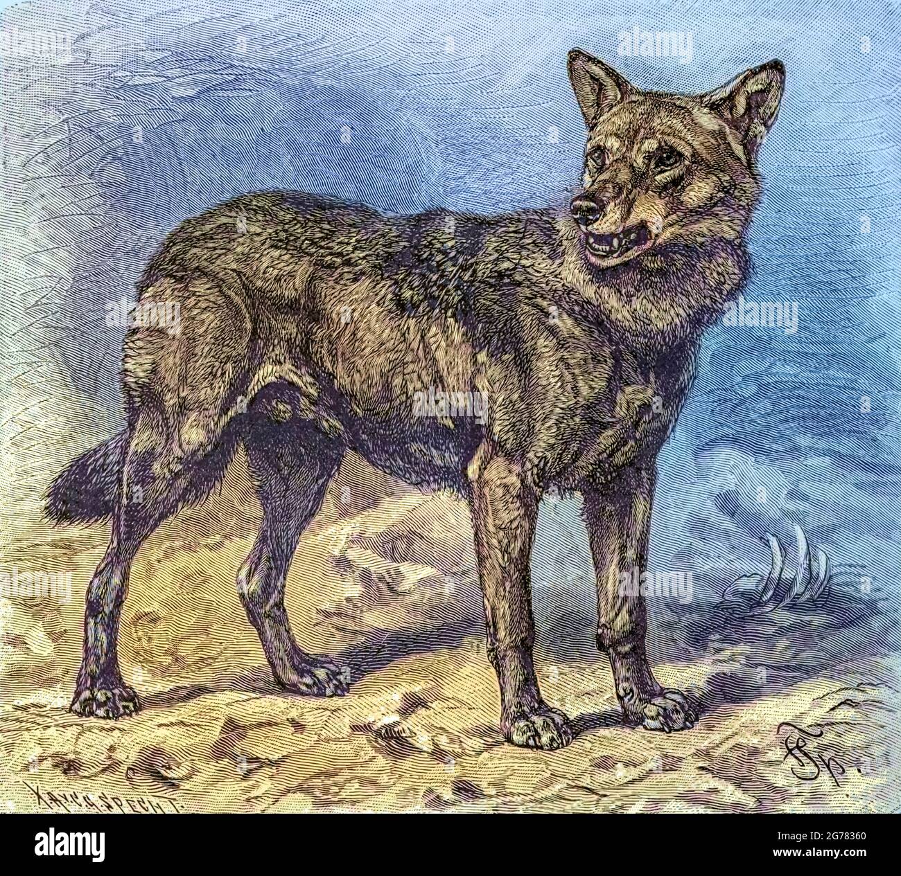 Gray wolf drawing hi-res stock photography and images - Alamy