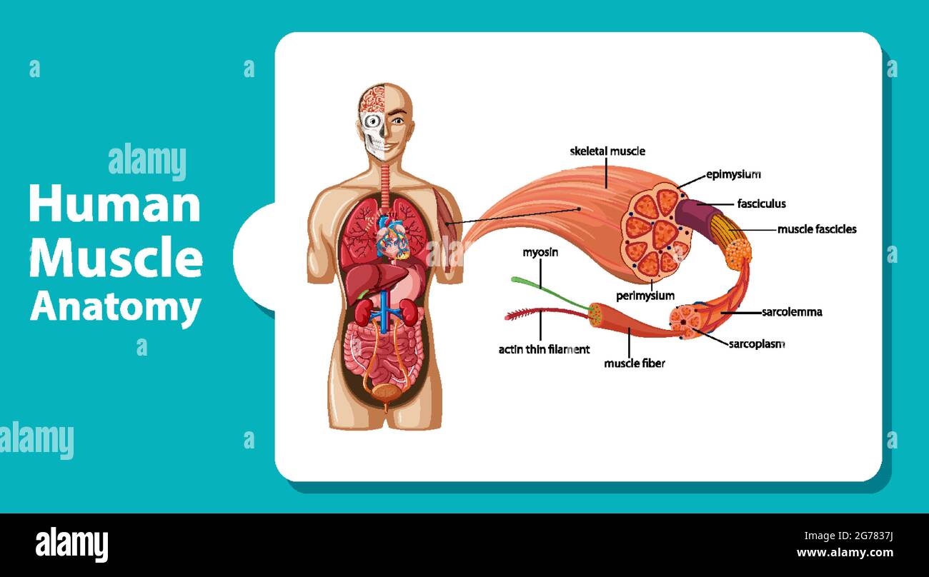 Human muscle anatomy with body anatomy illustration Stock Vector Image ...