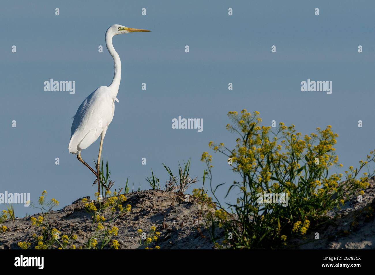 great white egret standing Stock Photo - Alamy