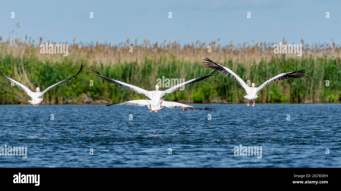 group of great white pelicans in flight Stock Photo - Alamy