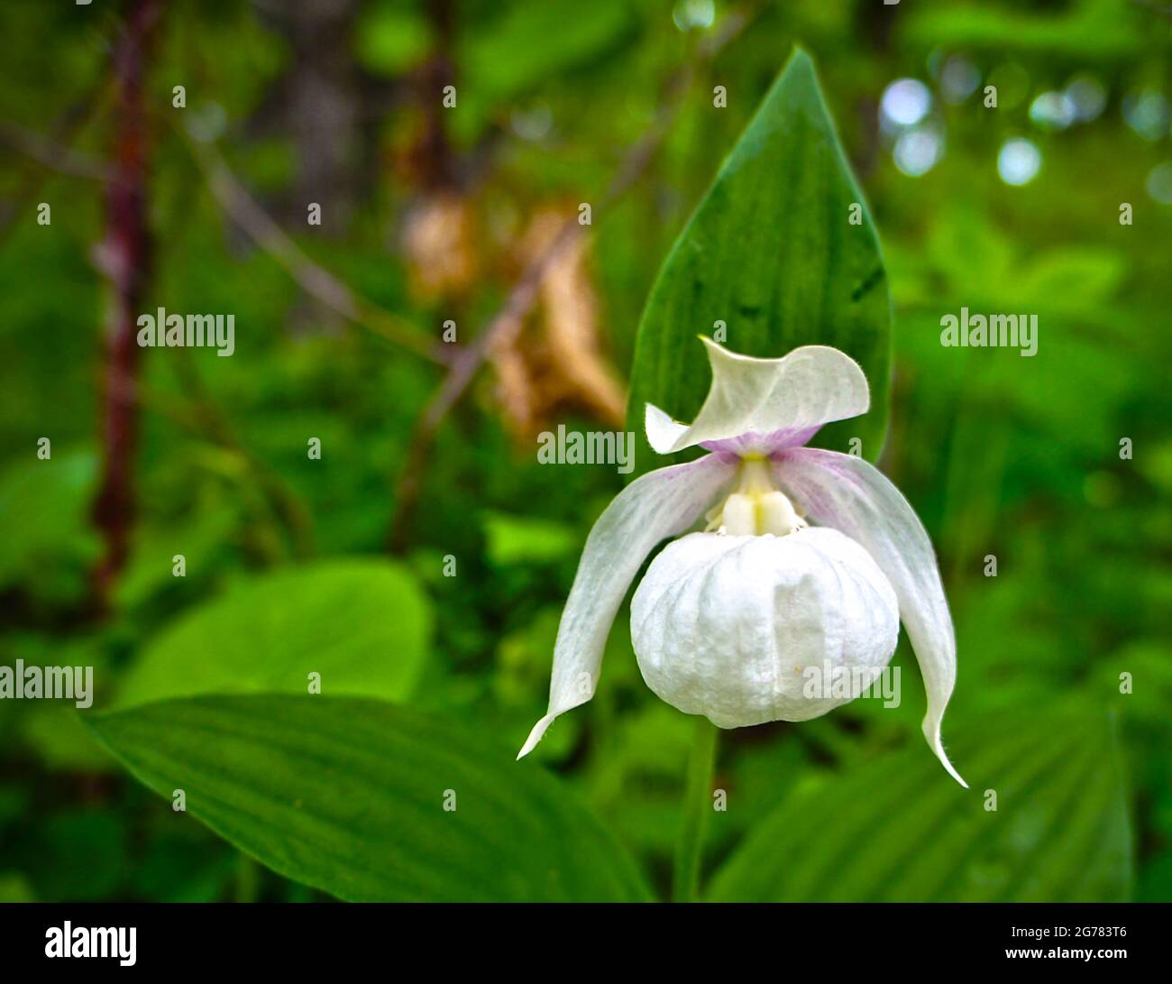 A rare red-book plant is the Venus slipper Cypripedium Stock Photo - Alamy