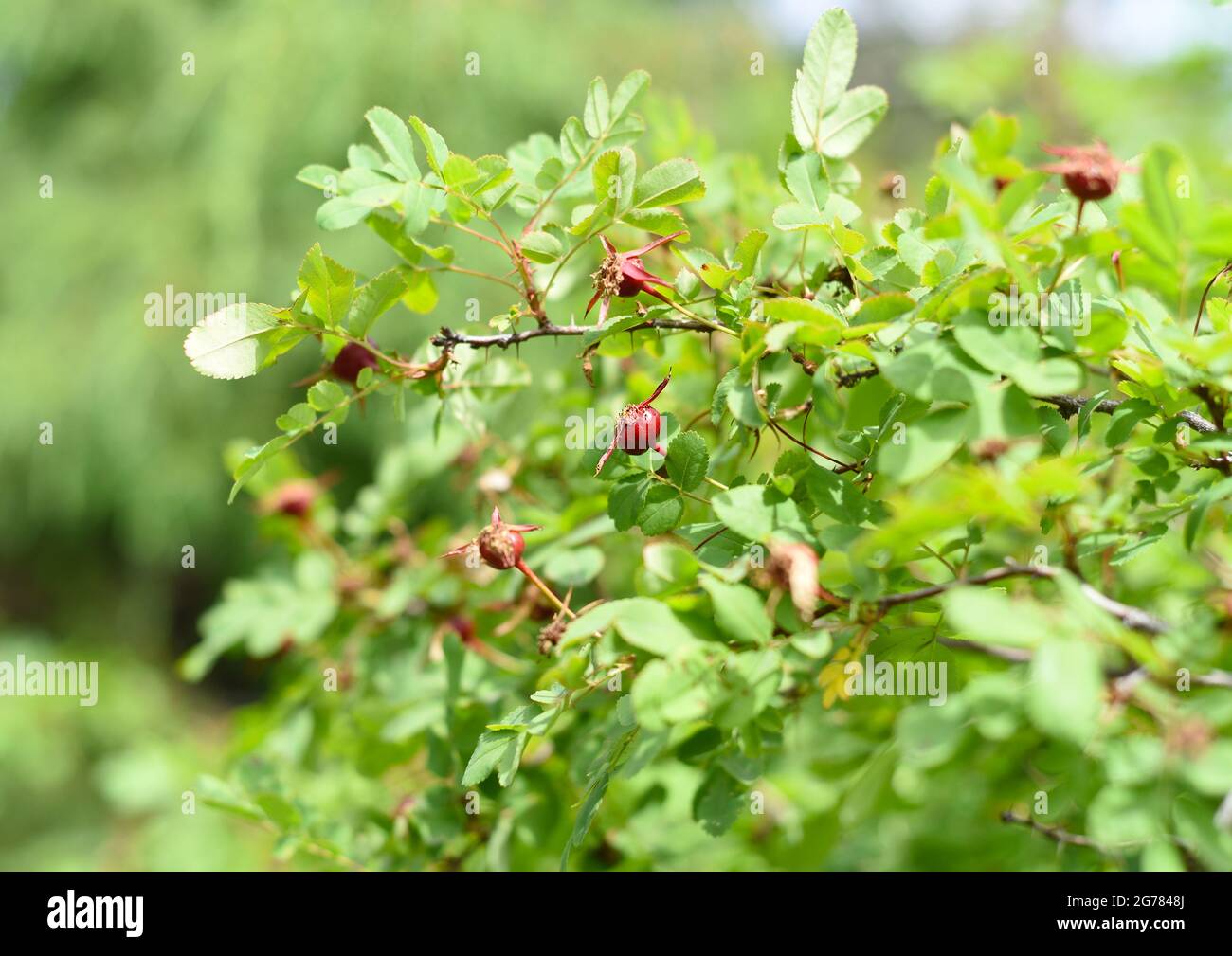 Scotch rose hi-res stock photography and images - Alamy