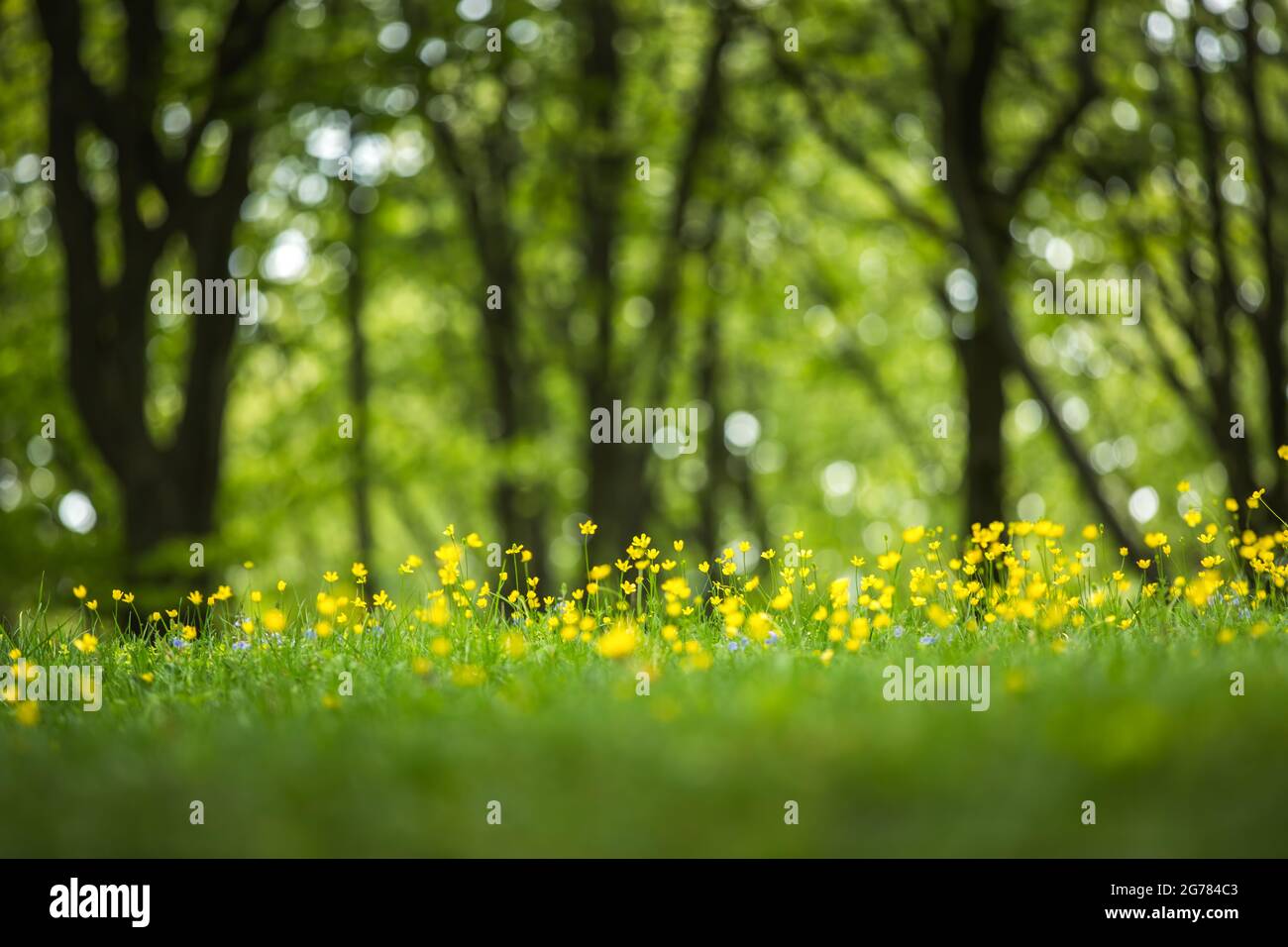 Spring flowers in forest background Stock Photo - Alamy