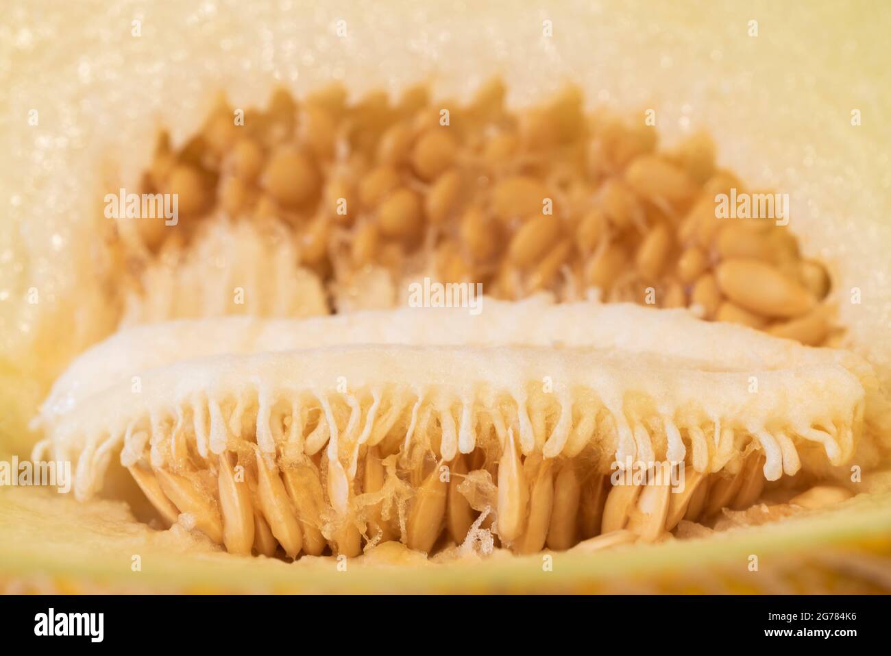 Macro image of sliced melon fruit. Melon seeds. Front view Stock Photo ...