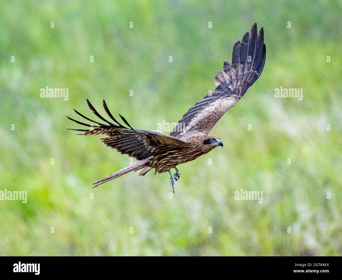 Black-eared kite flying over a green field Stock Photo - Alamy