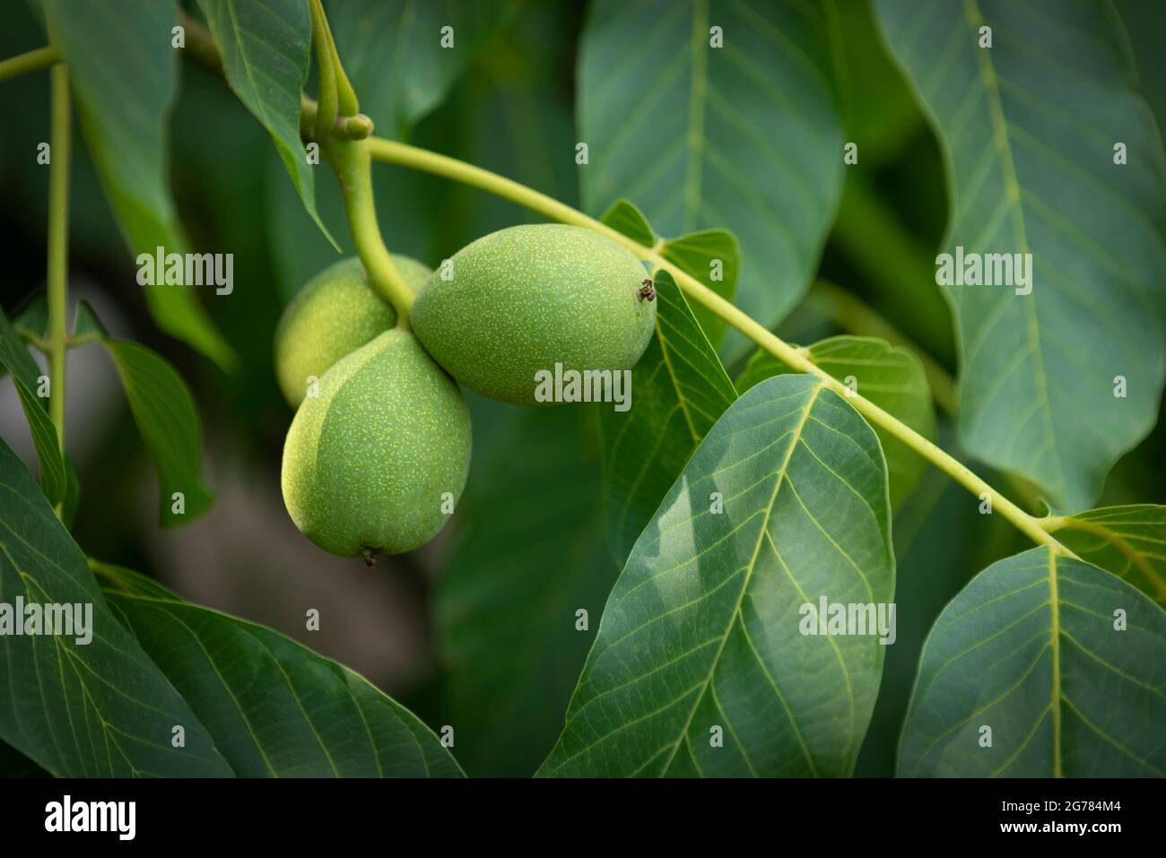 three walnuts with green Leaves, in sun and shadow. Front image Stock ...