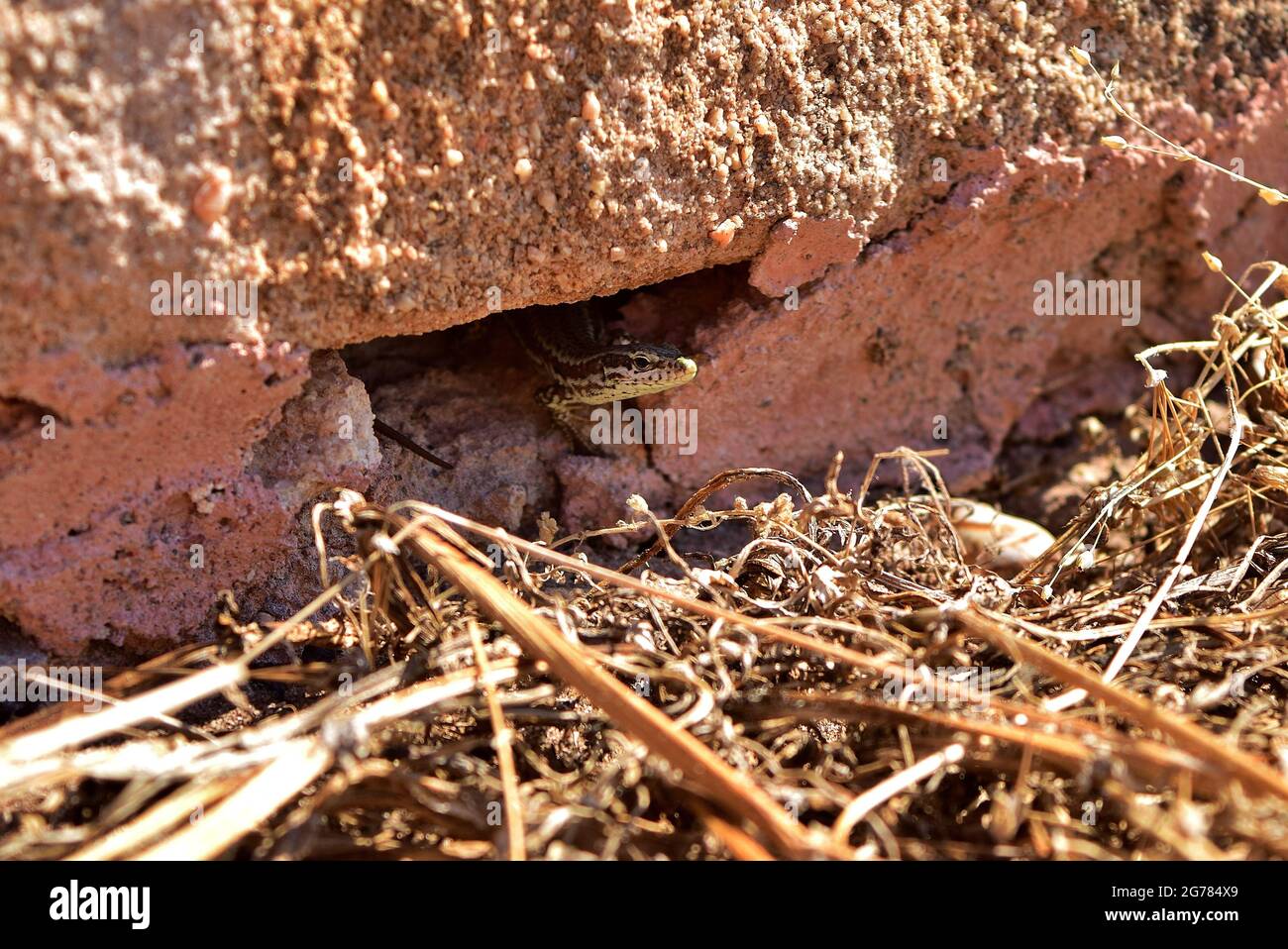 Podarcis wall lizard hiding in a hole in a wall Stock Photo - Alamy