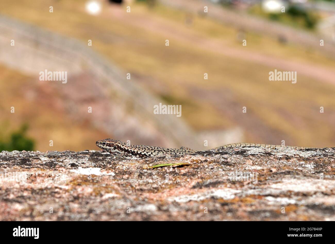 Podarcis wall lizard basking on a rock wall Stock Photo - Alamy