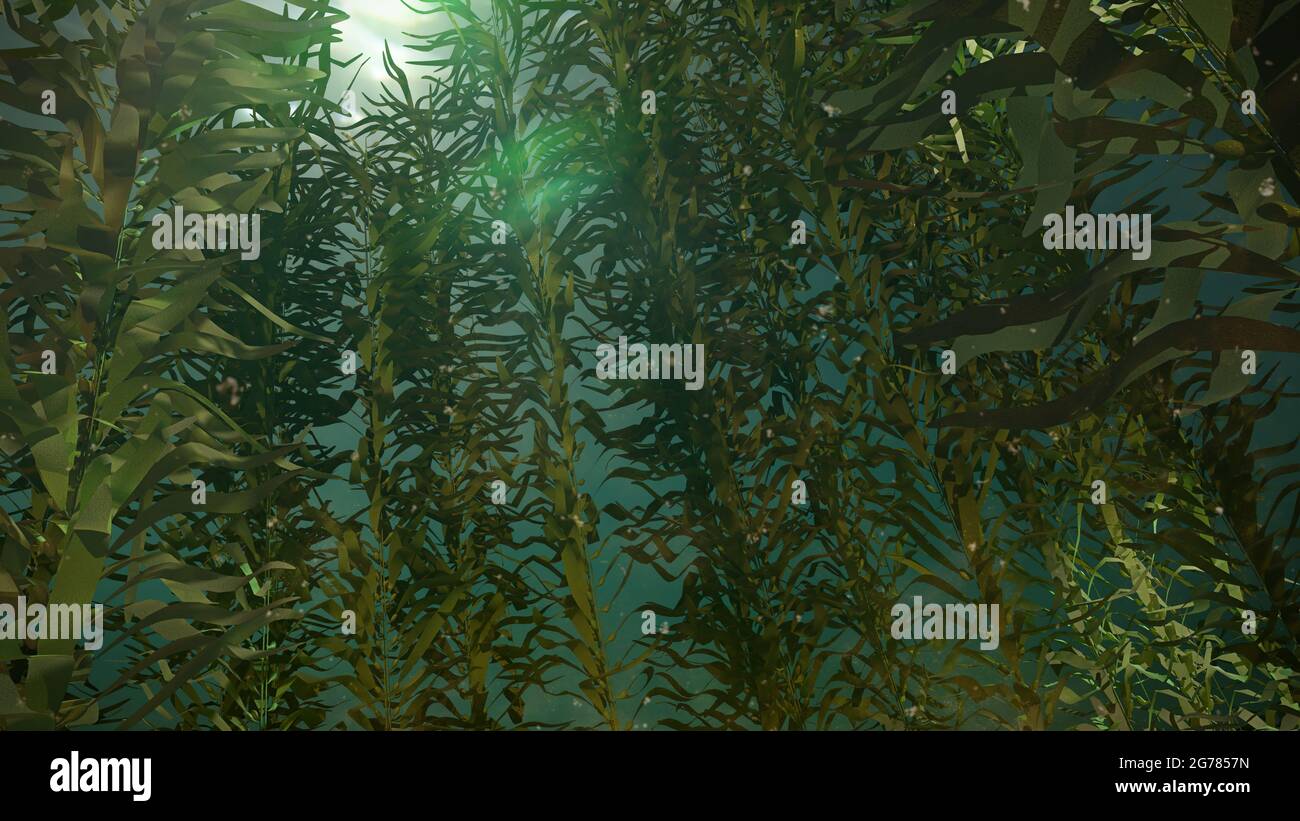 kelp forest, giant brown algae seaweed Stock Photo - Alamy
