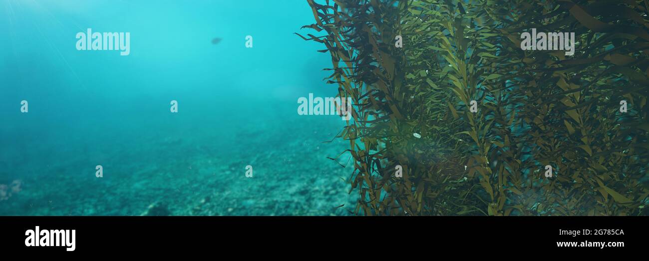 kelp forest, giant brown algae seaweed, background banner Stock Photo ...