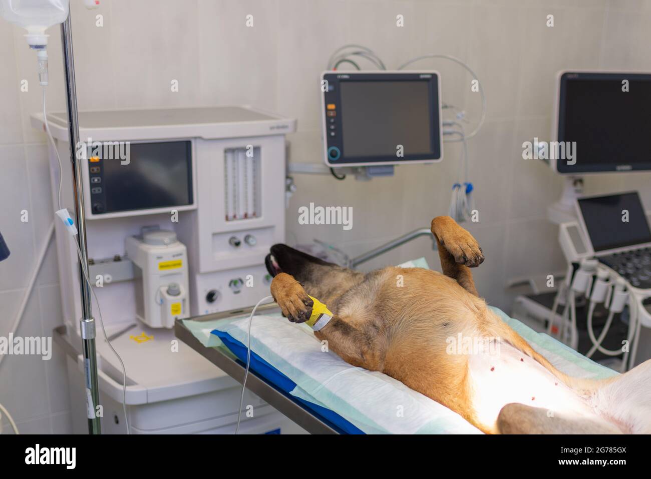 Dog under anesthesia during the surgery in a vet clinic.German shepherd ...