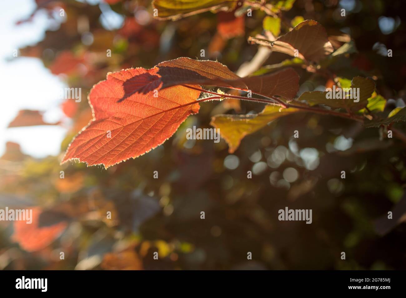 Red alder leaf hi-res stock photography and images - Alamy