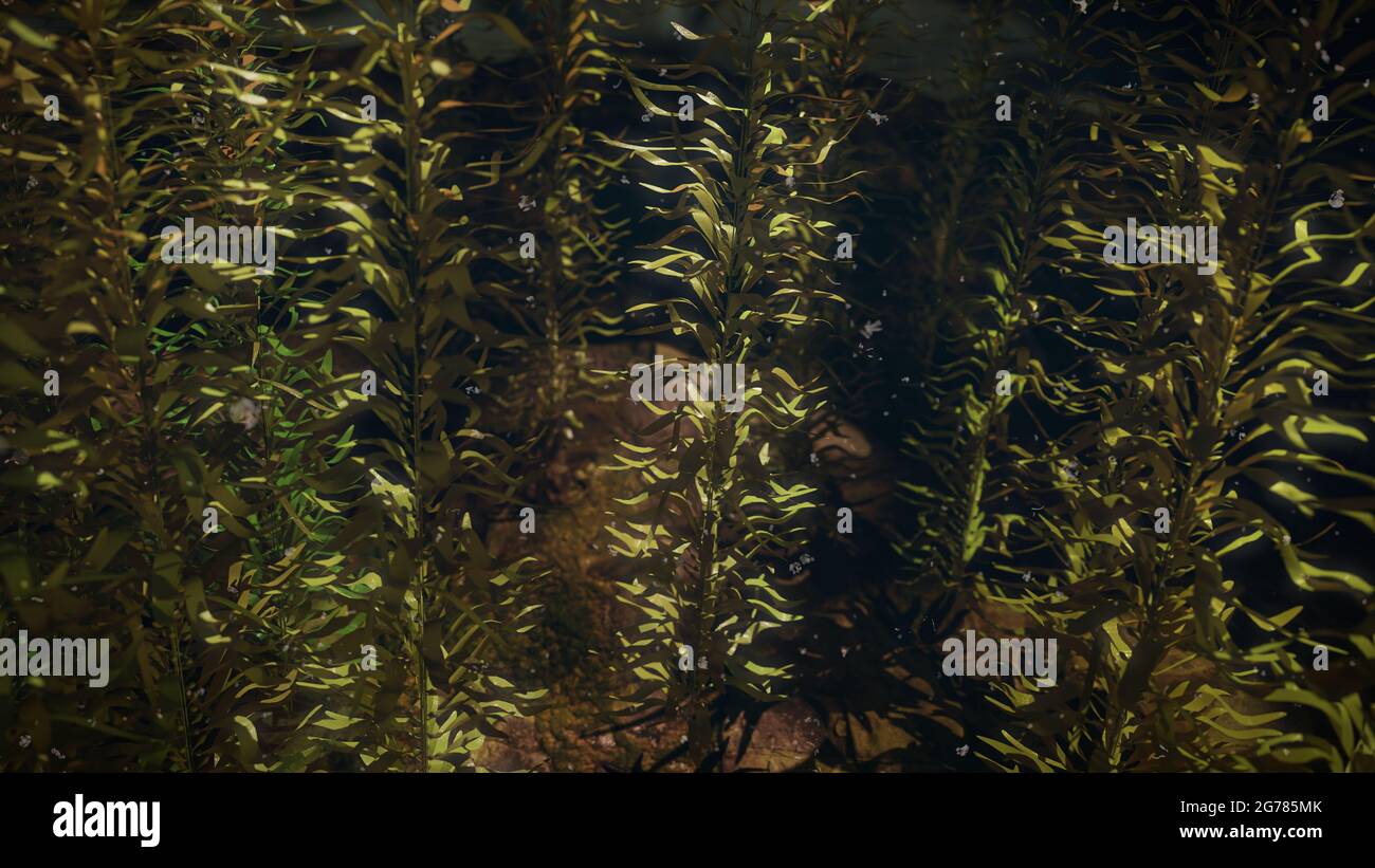 kelp forest, algae seaweed Stock Photo - Alamy