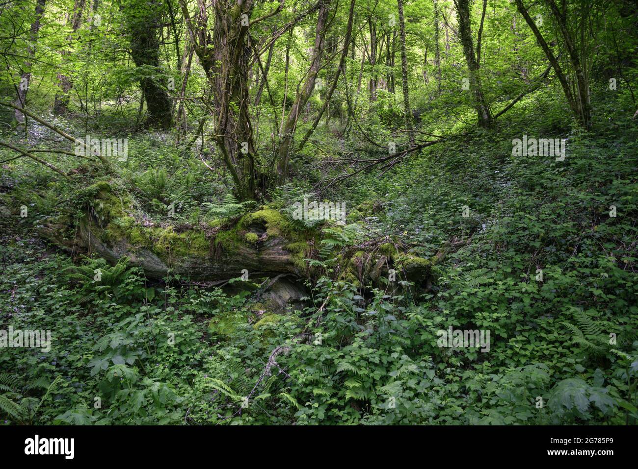 An old fallen oak slowly disappears engulfed by moss and undergrowth on ...