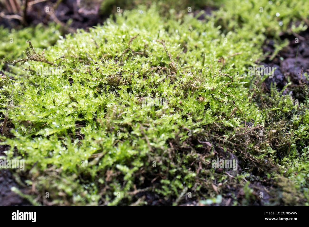 Micranthemum sp."Monte carlo" and eleocharis parvula and other plants ...